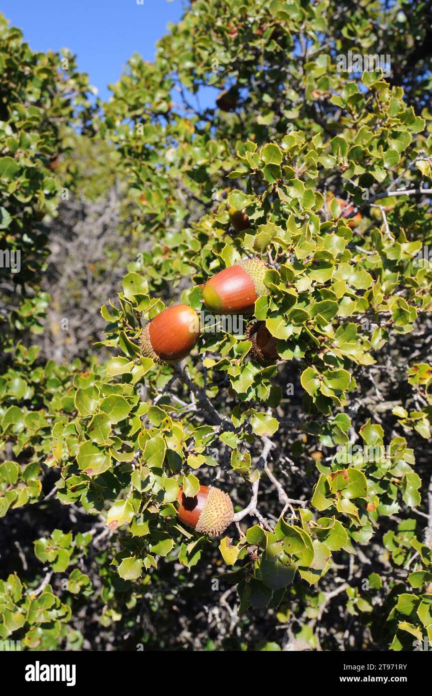 Kermes oak (Quercus coccifera) is a evergreen shrub native to ...