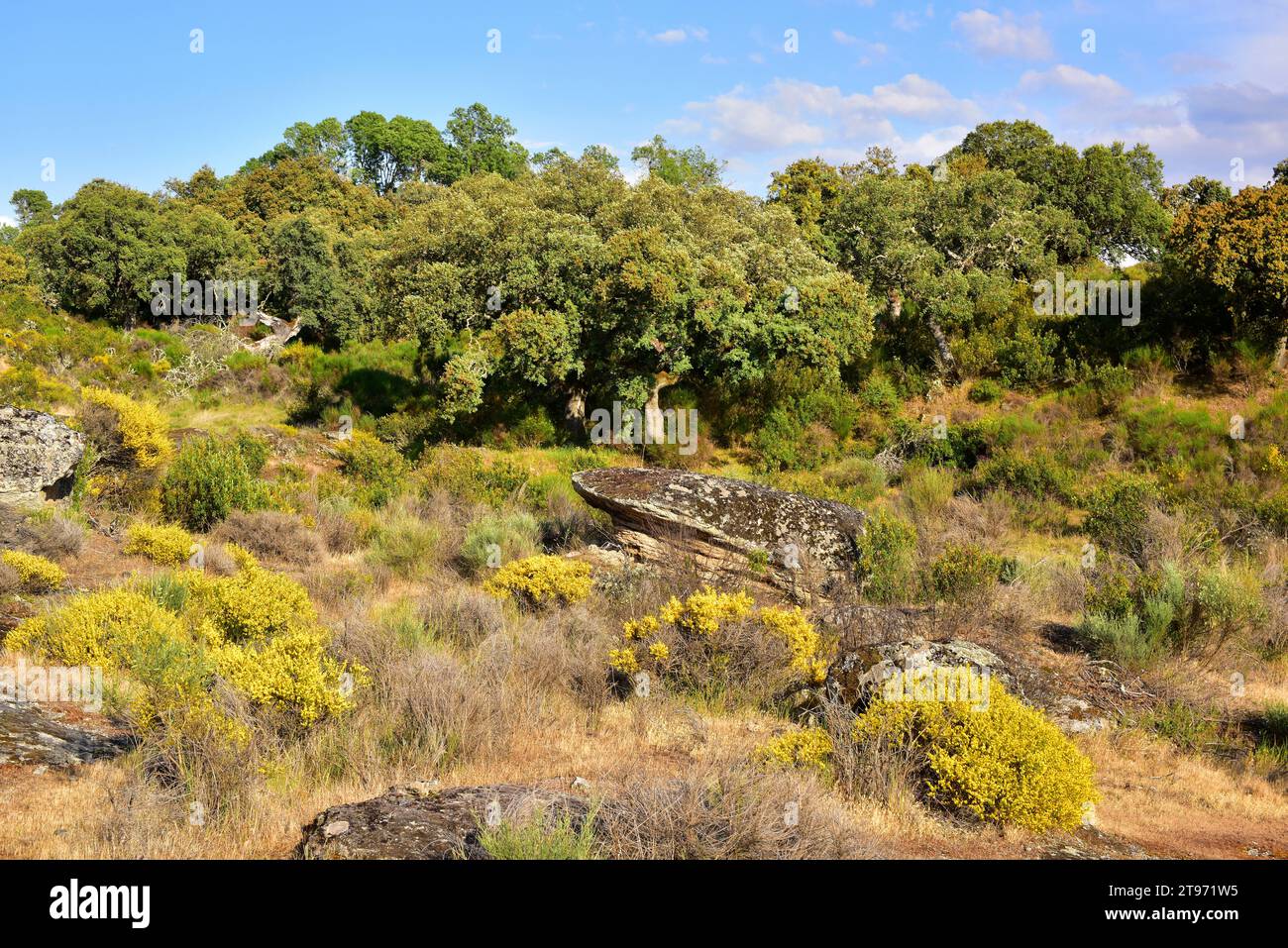 Evergreen oak, holly oak or holm oak (Quercus ilex rotundifolia or ...