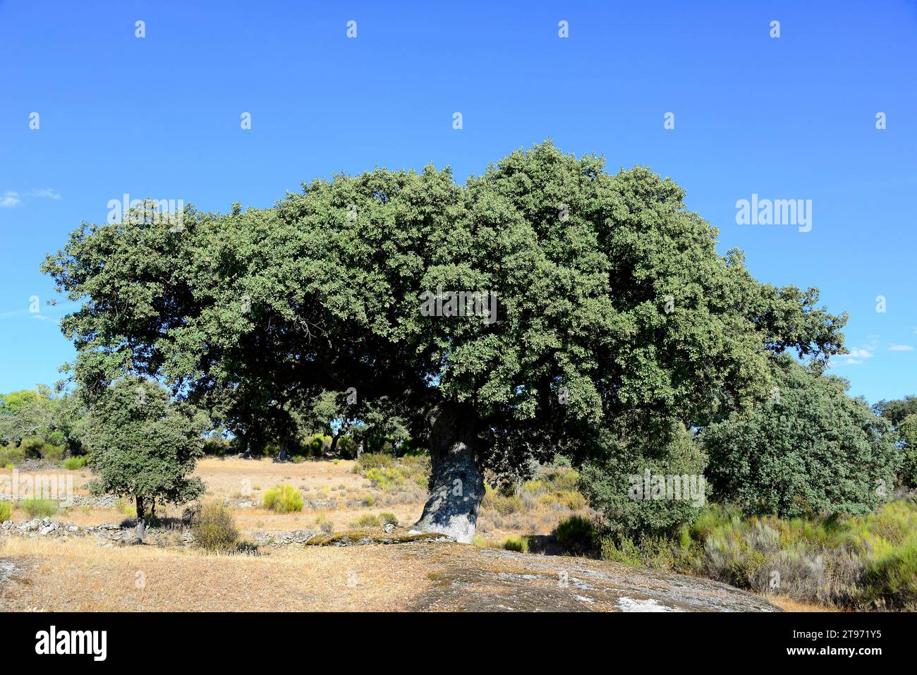 Evergreen oak, holly oak or holm oak (Quercus ilex rotundifolia or ...