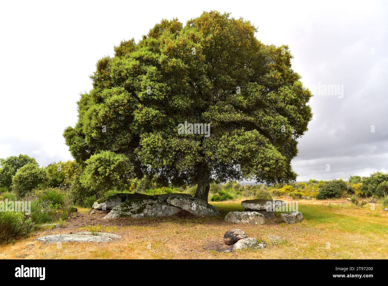 Evergreen oak, holly oak or holm oak (Quercus ilex rotundifolia or ...