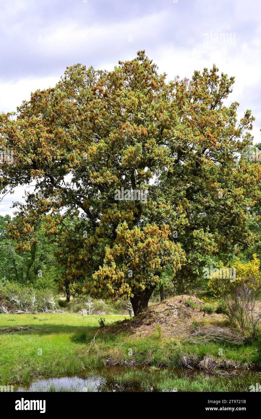 Quercus ilex holm oak del hi-res stock photography and images - Alamy