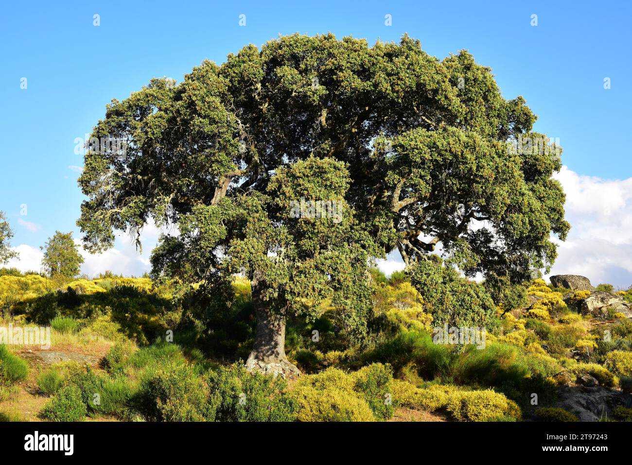 Evergreen oak, holly oak or holm oak (Quercus ilex rotundifolia or ...