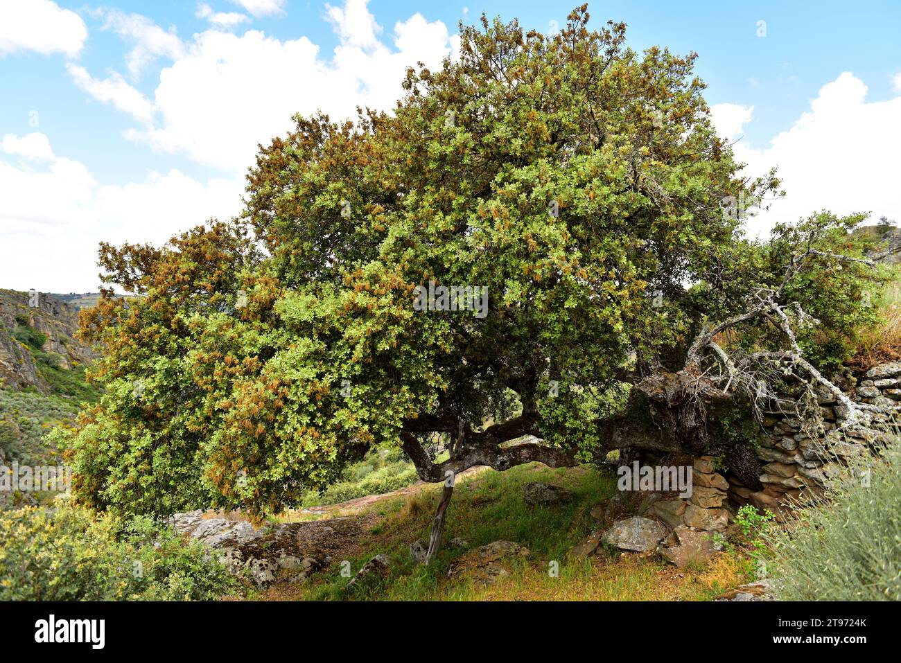 Evergreen oak, holly oak or holm oak (Quercus ilex rotundifolia or ...