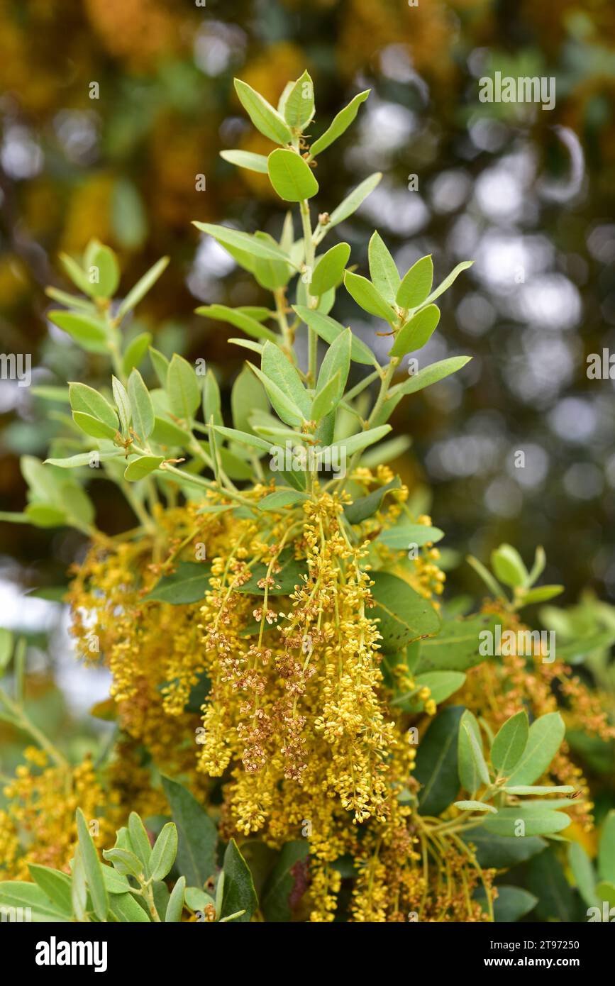 Evergreen oak, holly oak or holm oak (Quercus ilex rotundifolia or ...