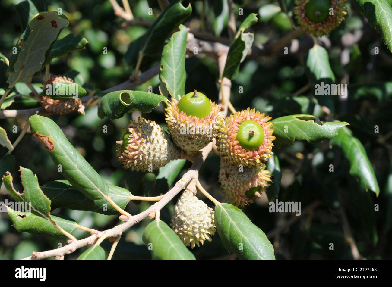 Young holm oak quercus ilex hi-res stock photography and images - Alamy