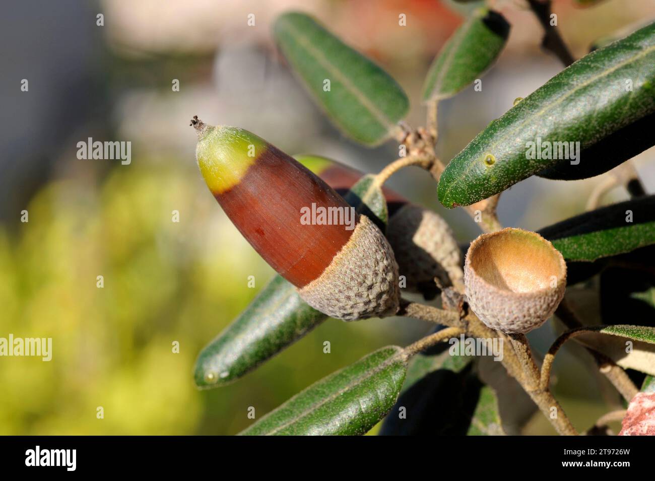 Evergreen oak, holly oak or holm oak (Quercus ilex ilex) is a evergreen ...