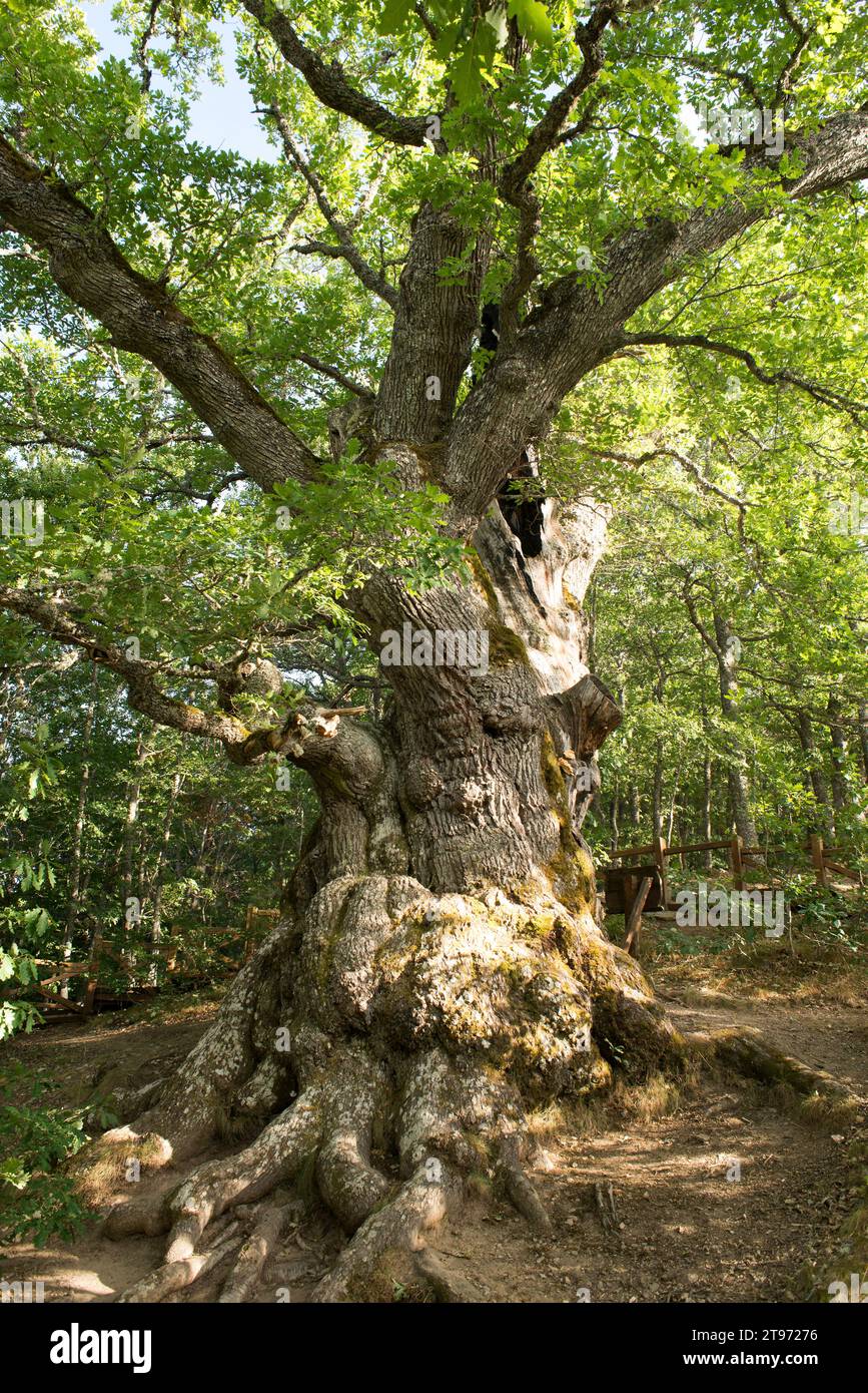 Roblon de estalalla hi-res stock photography and images - Alamy