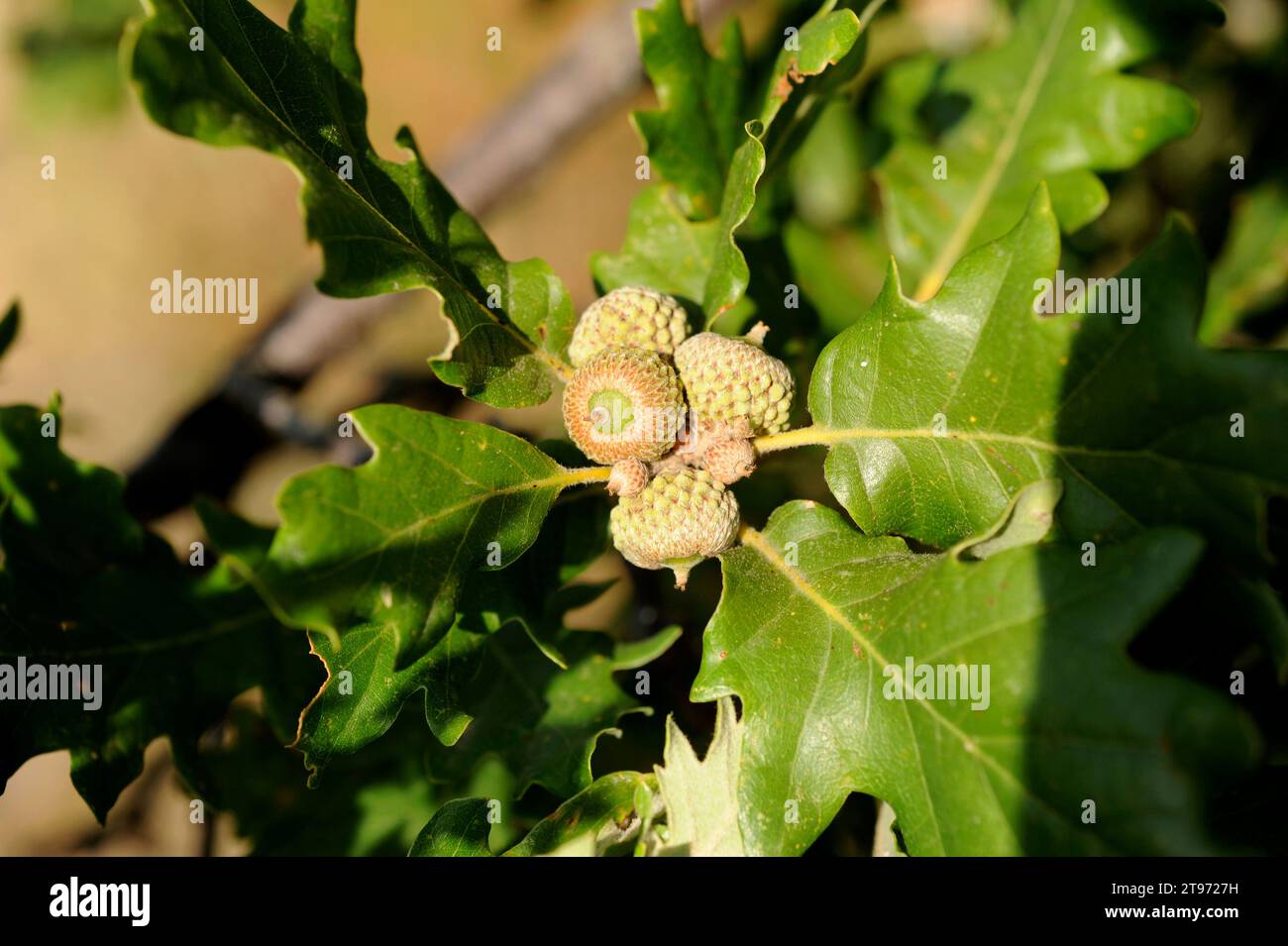 Downy oak or pubescent oak (Quercus pubescens or Quercus humilis) is a ...