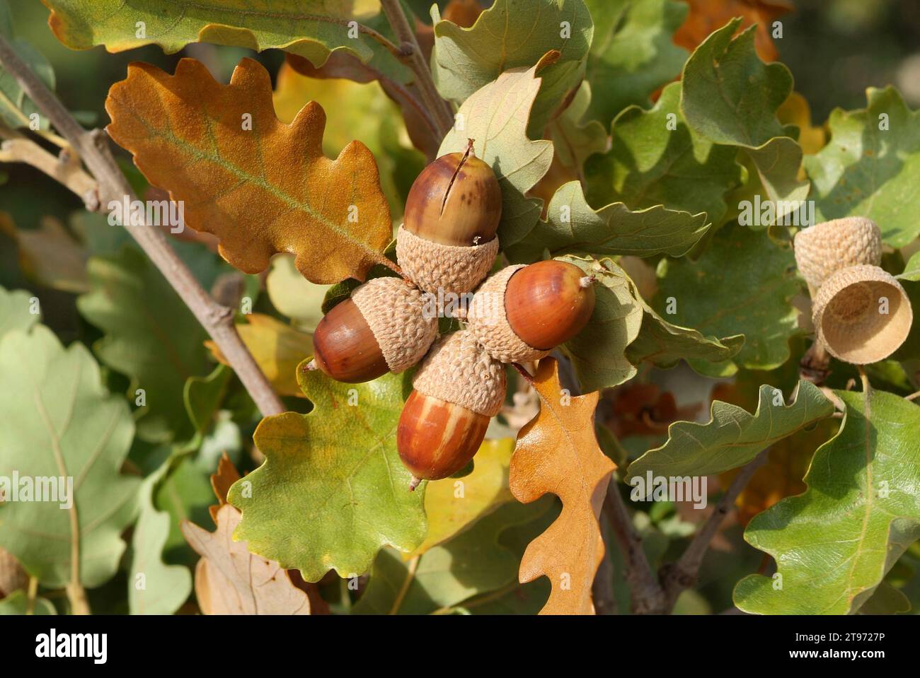 Downy oak or pubescent oak (Quercus pubescens or Quercus humilis) is a ...