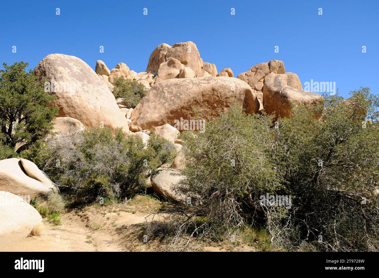 Turbinella oak hi-res stock photography and images - Alamy