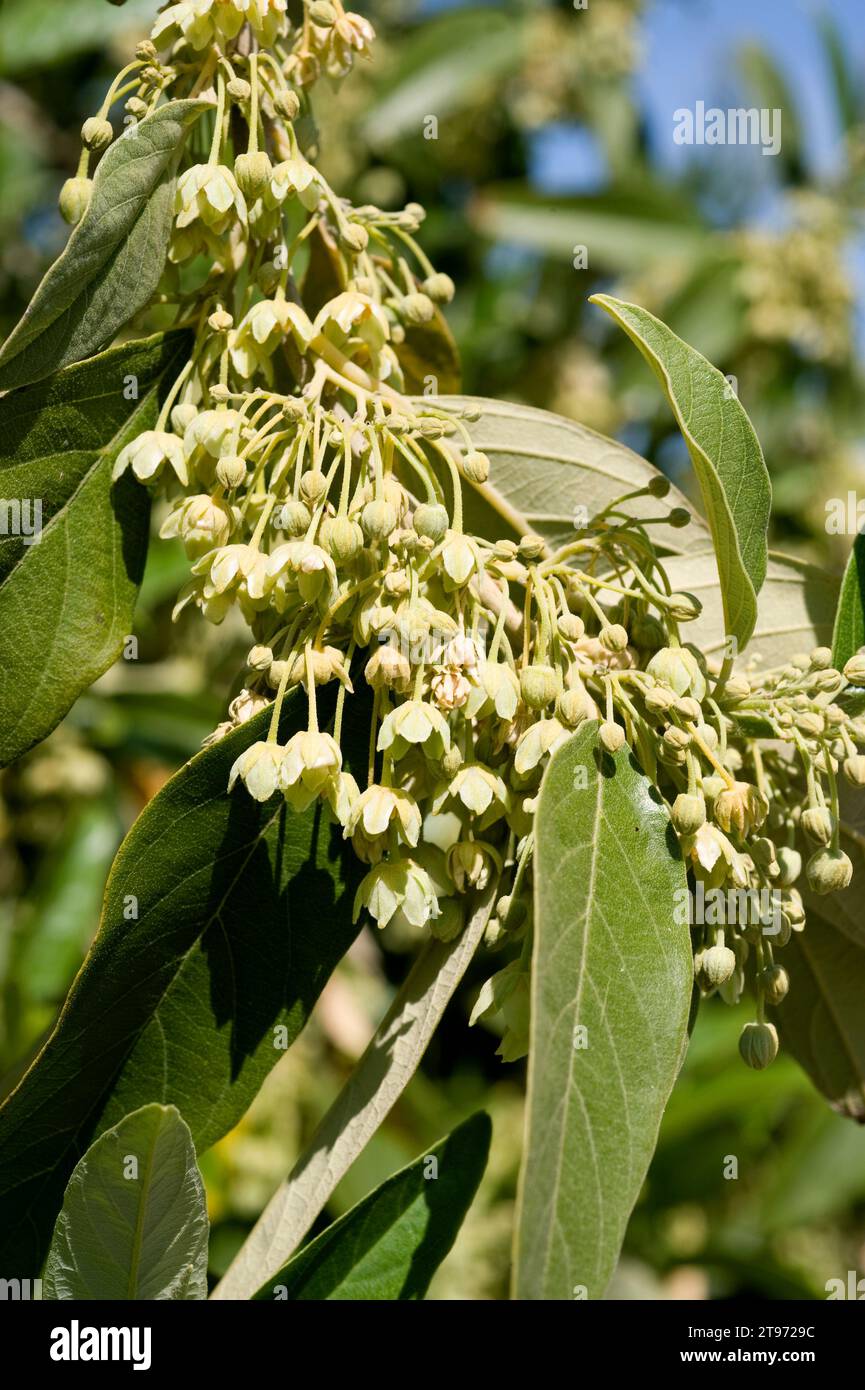 Wild peach (Kiggelaria africana) is a tree native to eastern Africa ...