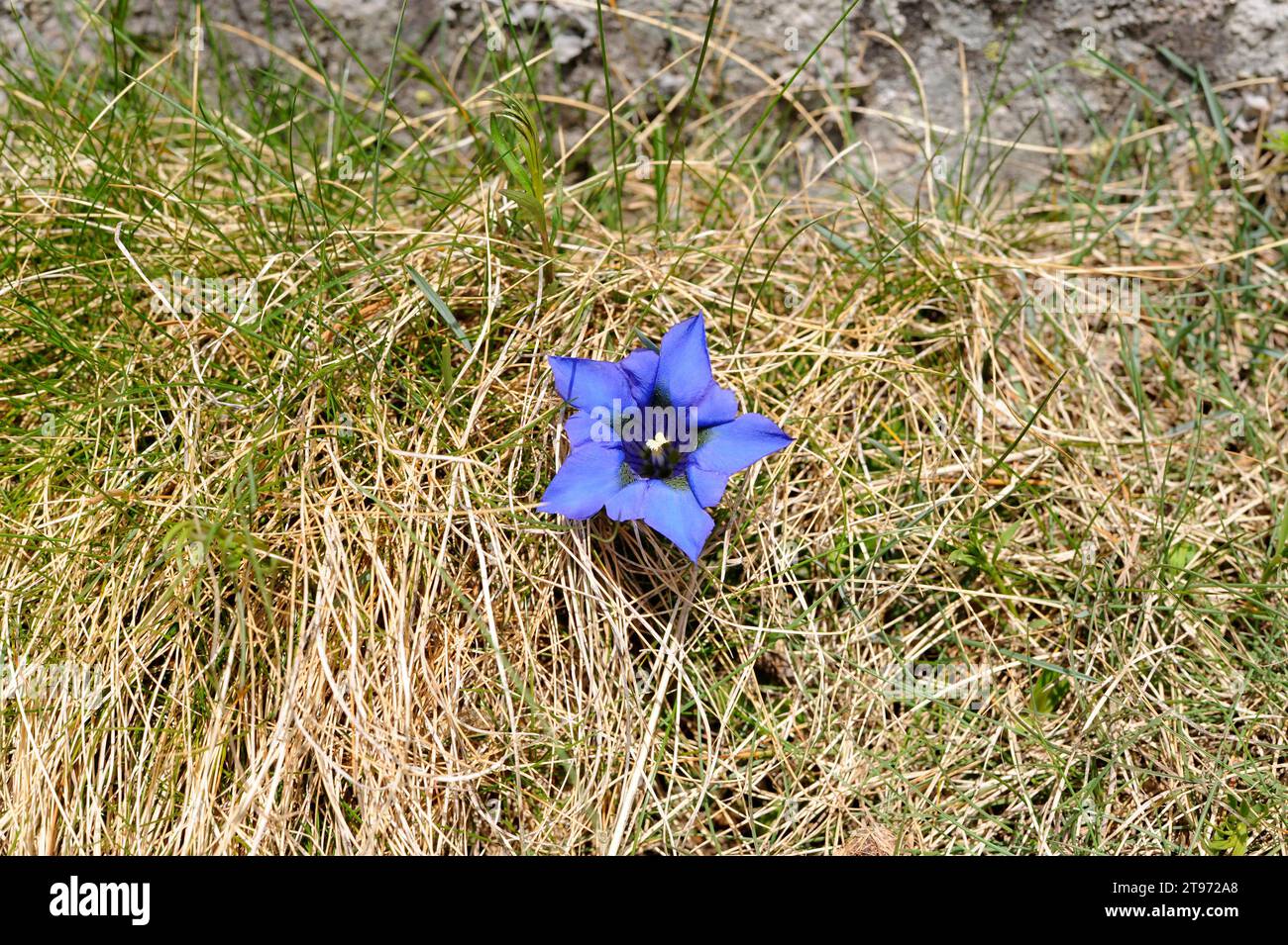 Alpine gentian (Gentiana alpina) is an annual herb native to Alps ...