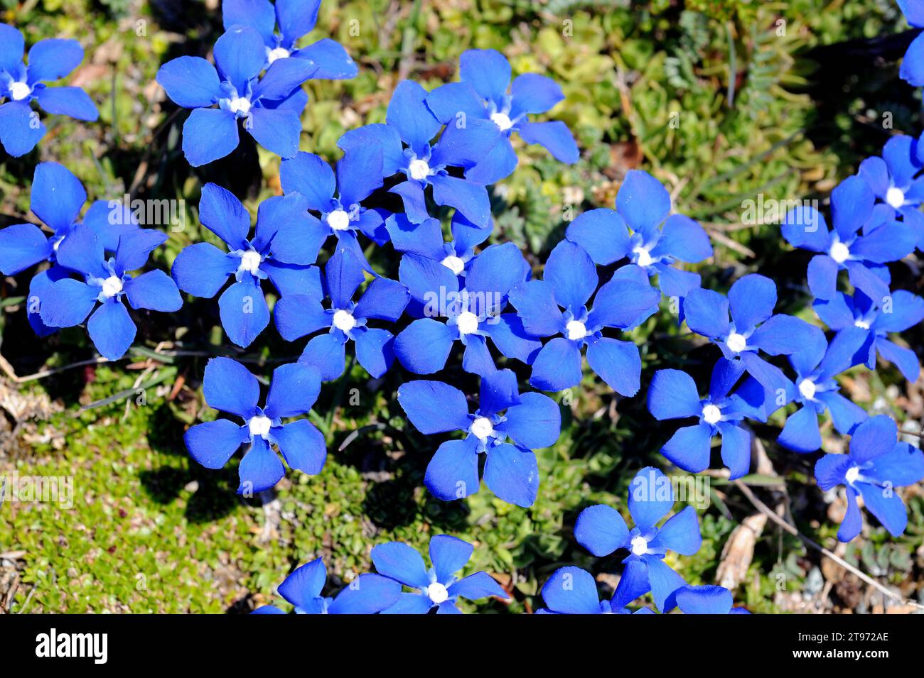 Short-leaved gentian (Gentiana brachyphylla or Gentiana verna ...