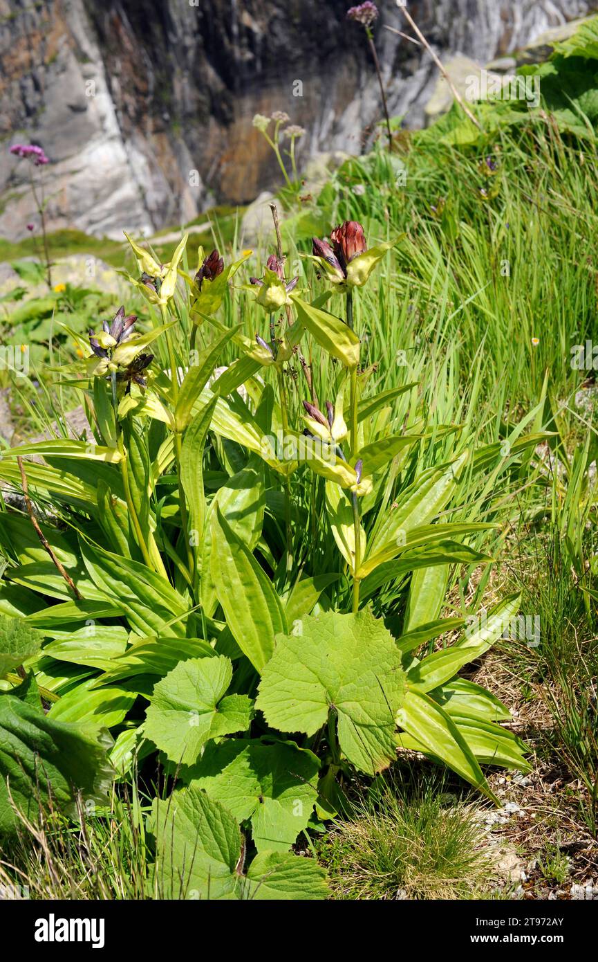 Purple gentian (Gentiana purpurea) is a perennial herb native to Alps ...