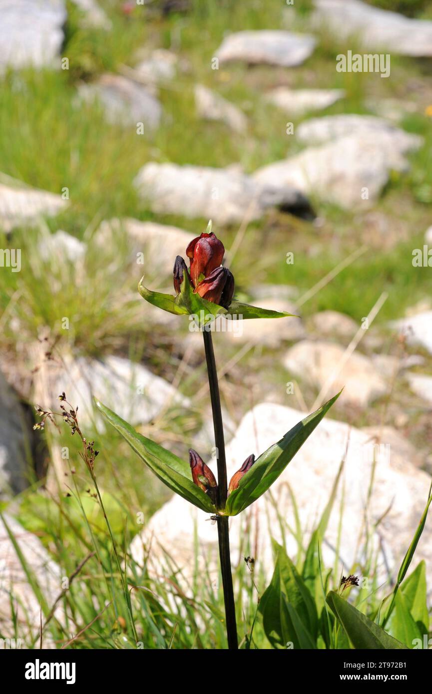 Purple gentian (Gentiana purpurea) is a perennial herb native to Alps ...