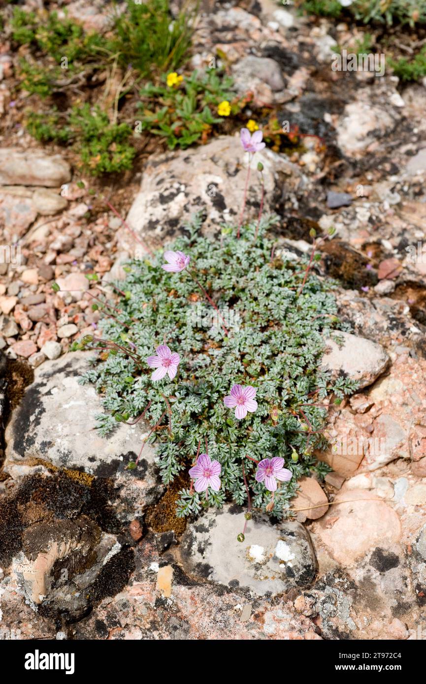 Rock storksbills hi-res stock photography and images - Alamy