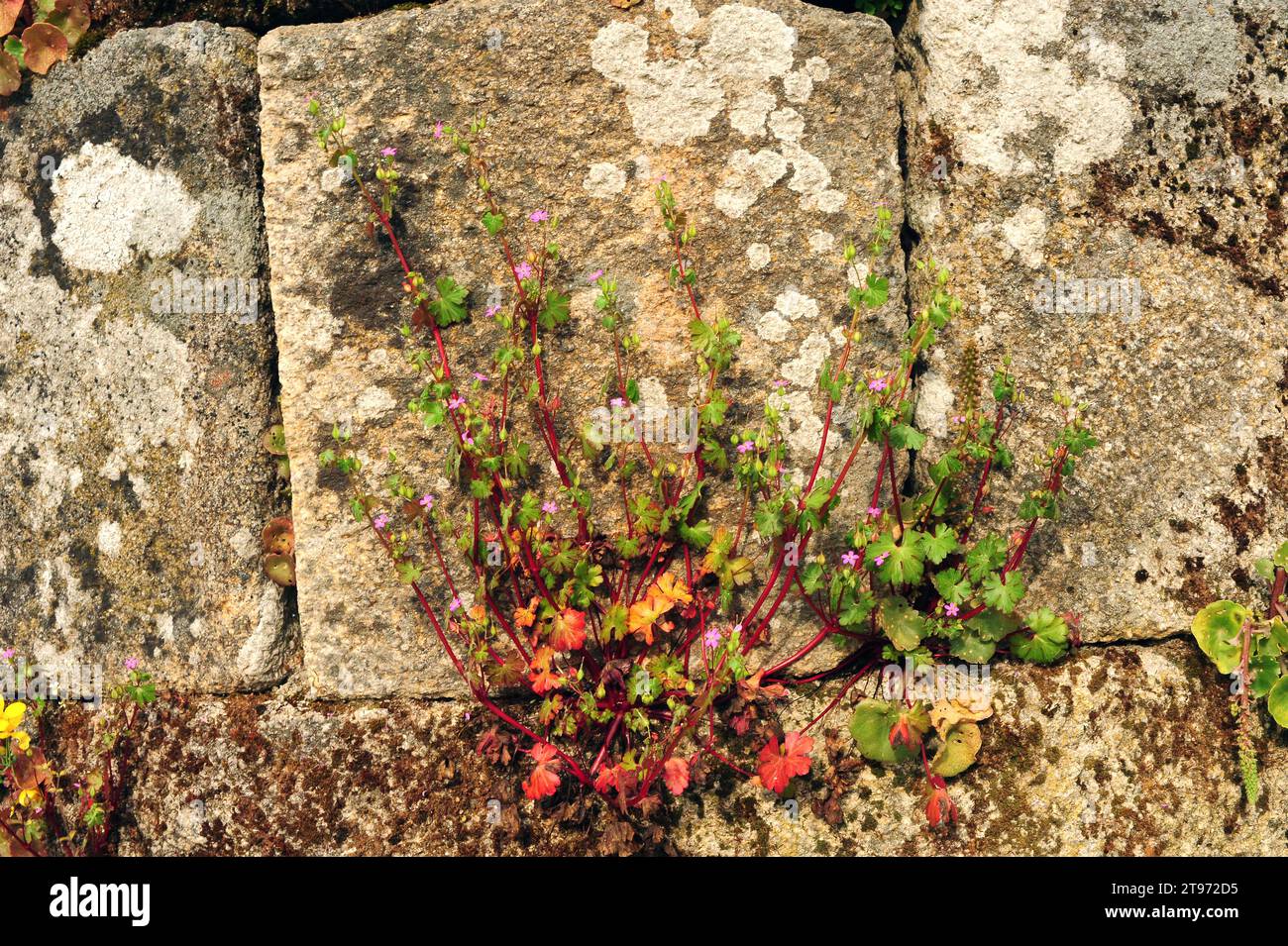 Roundleaf geranium (Geranium rotundifolium) is an annual plant native ...
