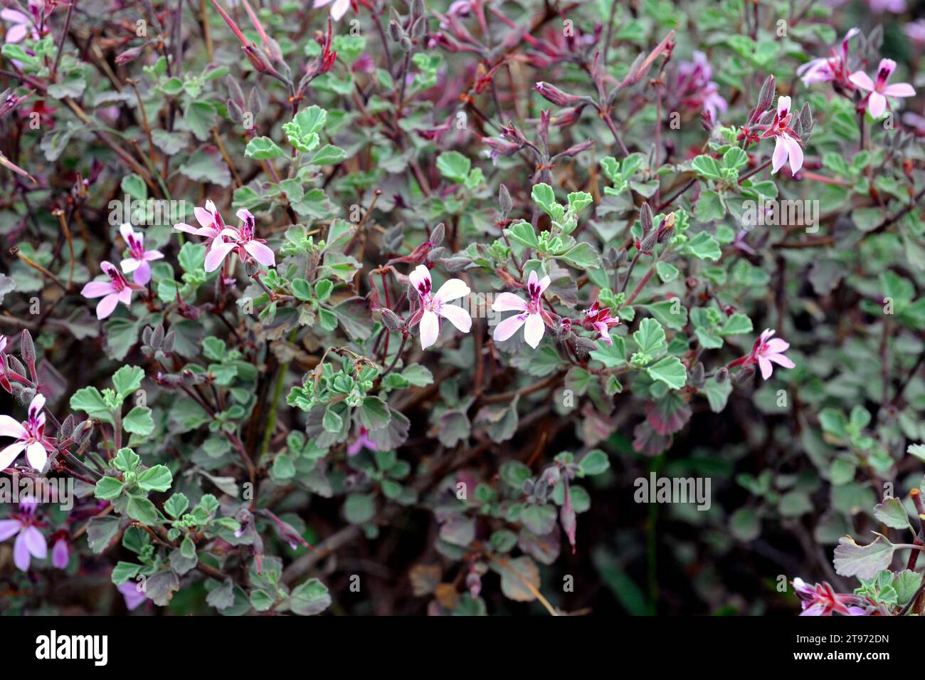 Soft leaved trifid pelargonium hi-res stock photography and images - Alamy