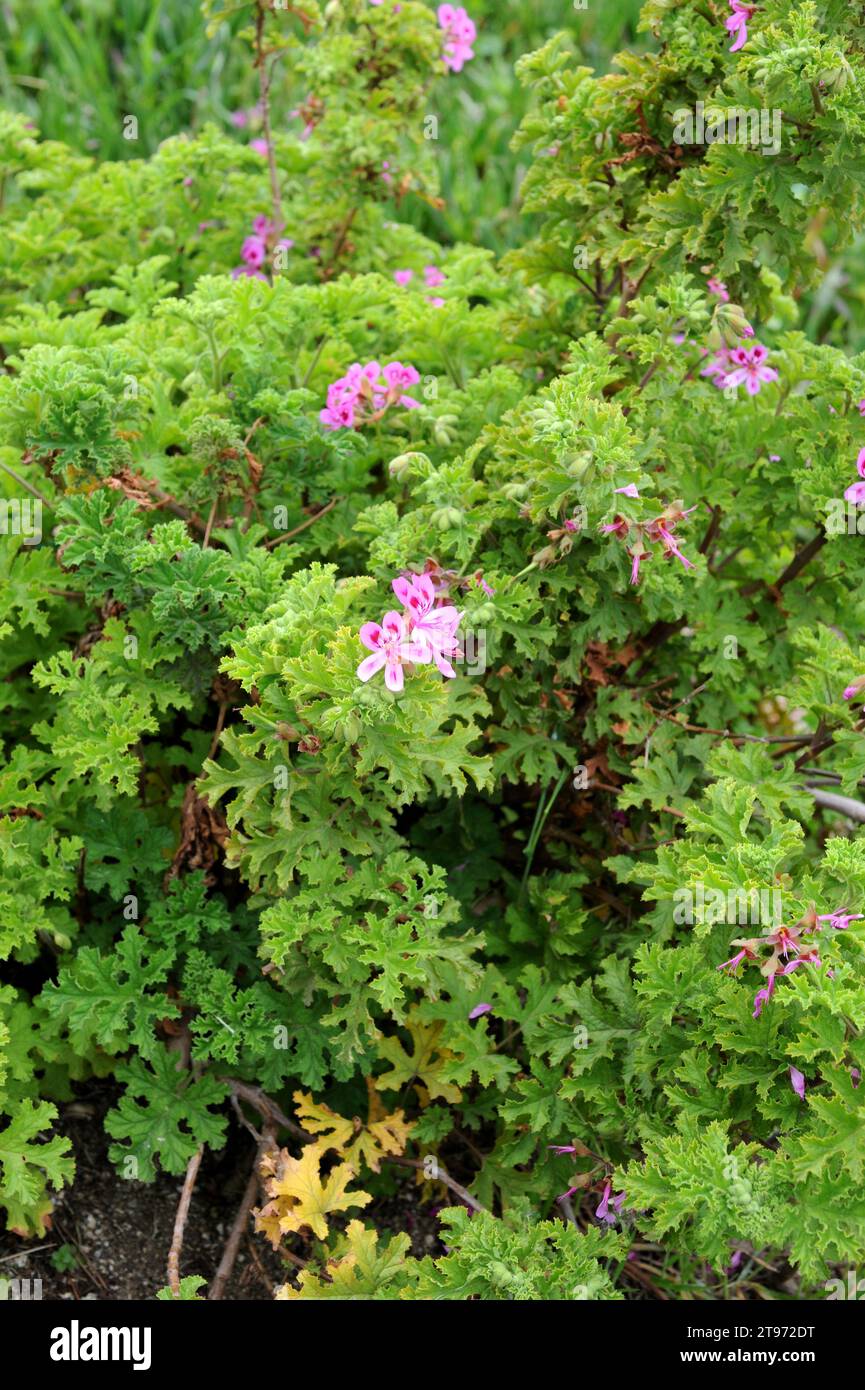 Rose geranium or rose-scent geranium (Pelargonium graveolens) is an ...