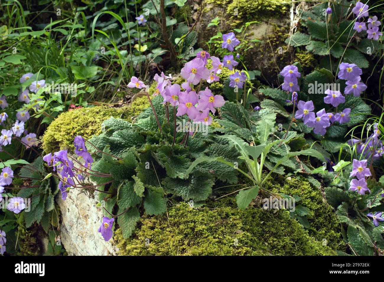 Pyrenean violet or rosette mullein (Ramonda myconi or Ramonda pyrenaica ...