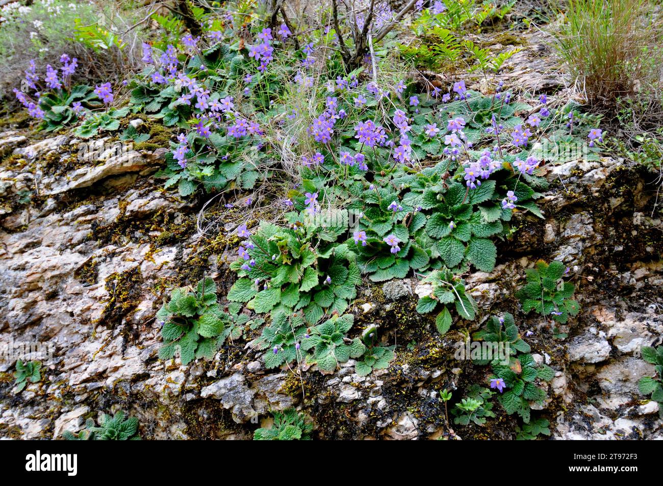 Pyrenean violet or rosette mullein (Ramonda myconi or Ramonda pyrenaica ...