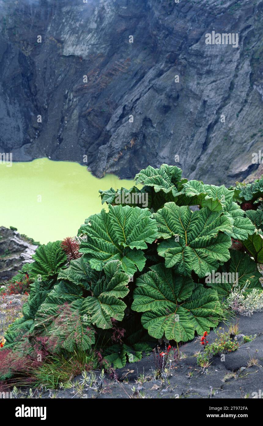 Poor man umbrella (Gunnera insignis) is a big herbaceous plant native ...