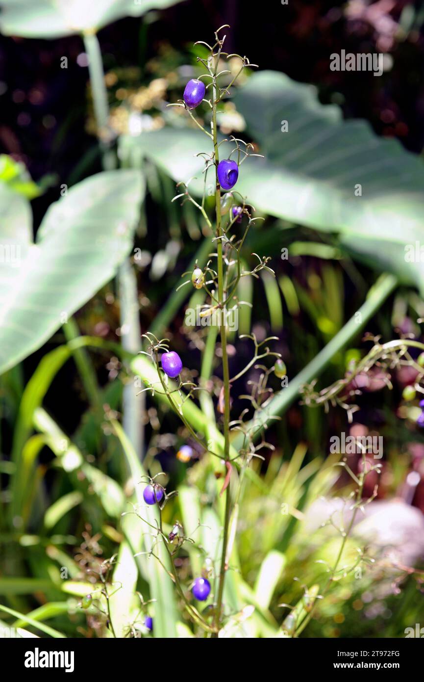 Tasmanian flax-lily (Dianella tasmanica) is a perennial herb native to ...