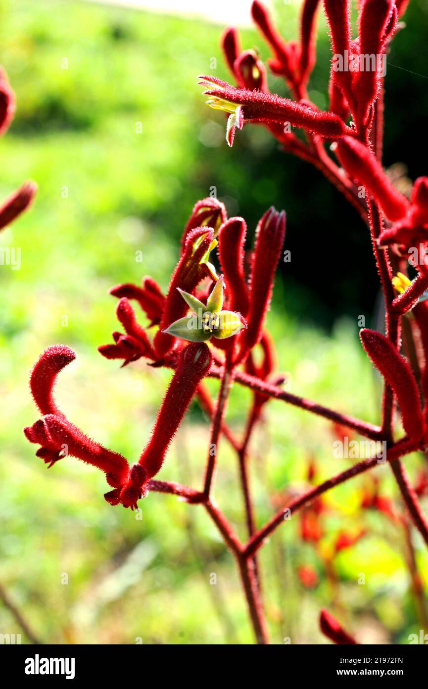 Kangaroo paw (Anigozanthos flavidus) is a perennial herb native to ...
