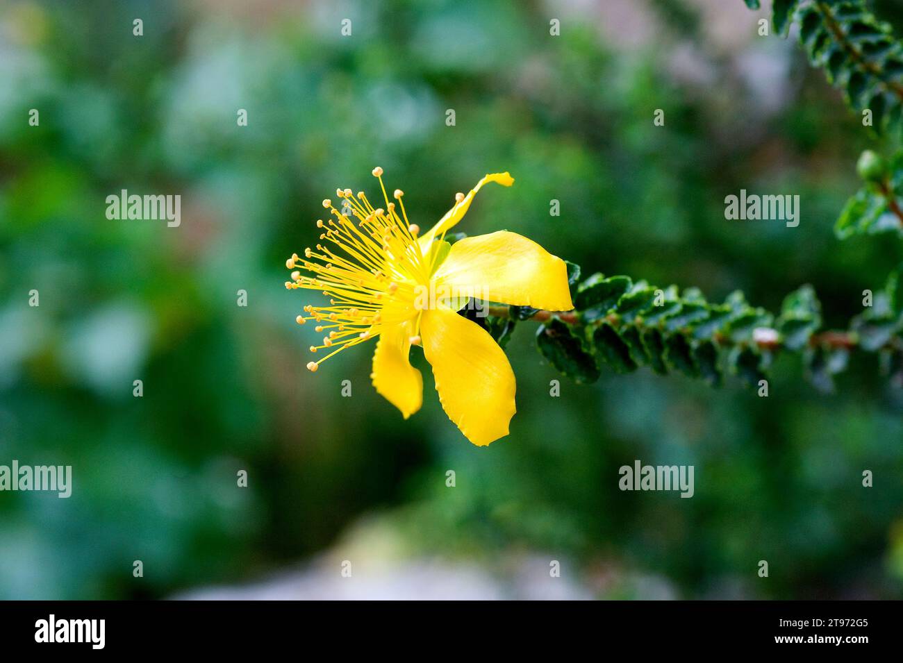 Estepa joana or hiperico de Baleares (Hypericum balearicum) is an ...