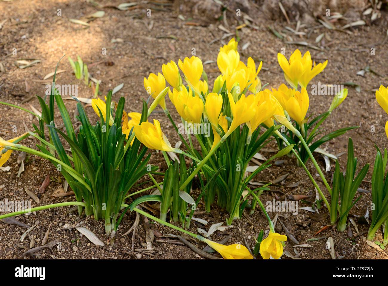 Yellow crocus (Crocus flavus) is a perennial herb native to eastern ...