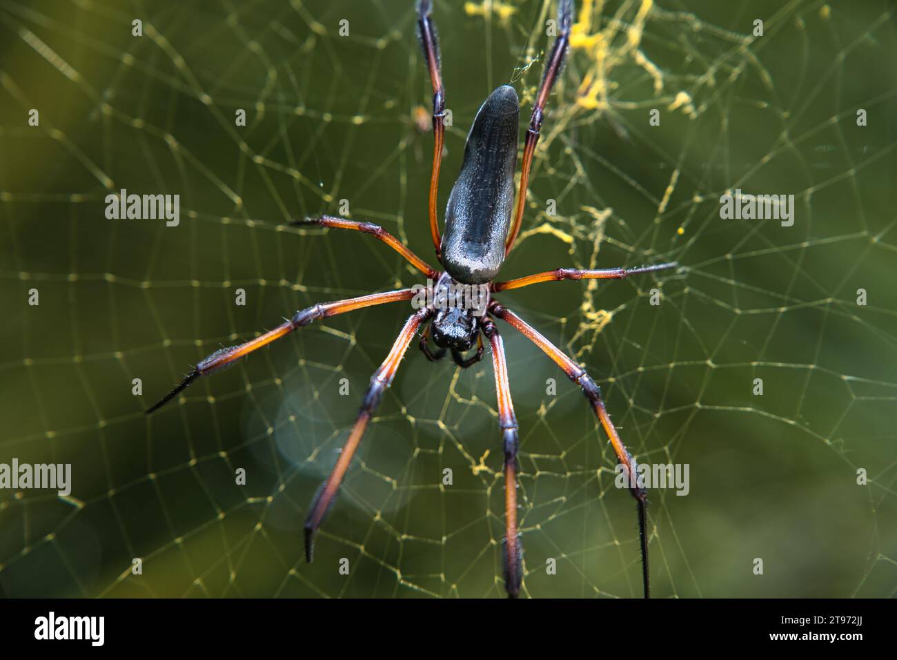 Closeup near abstract female hi-res stock photography and images - Alamy