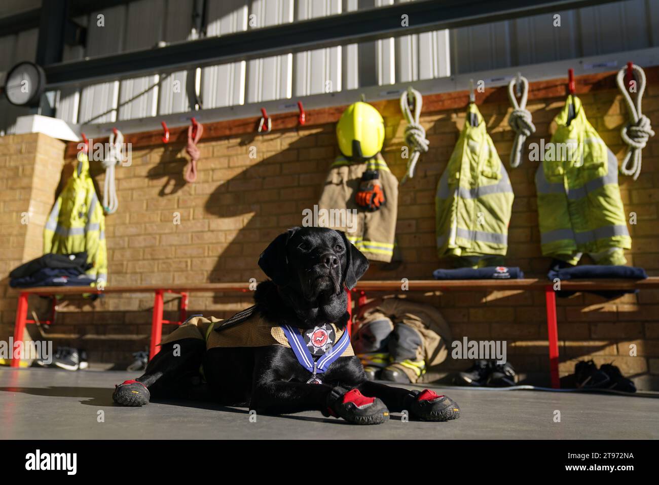Britain's longest-serving Fire Investigation Dog, Labrador Reqs ...
