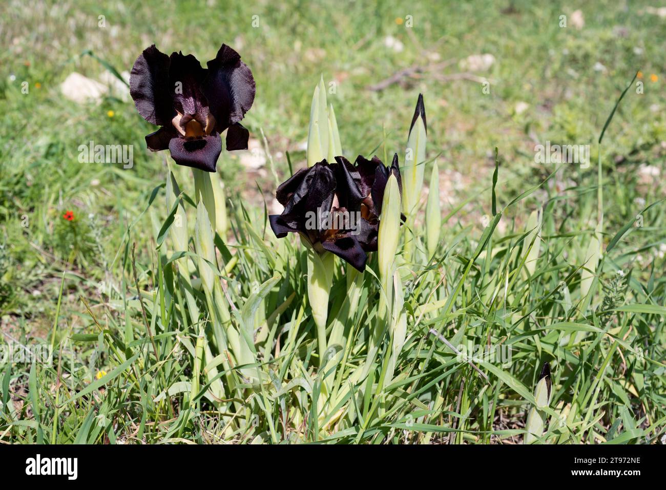 Jordan iris (Iris nigricans) is an endemic plant native to Jordan. It ...