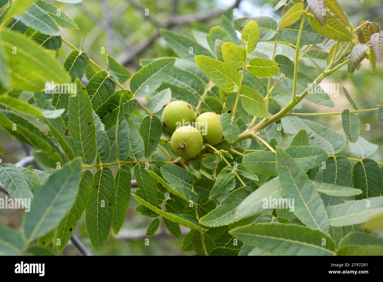 California black walnut (Juglans californica) is a small deciduous tree ...