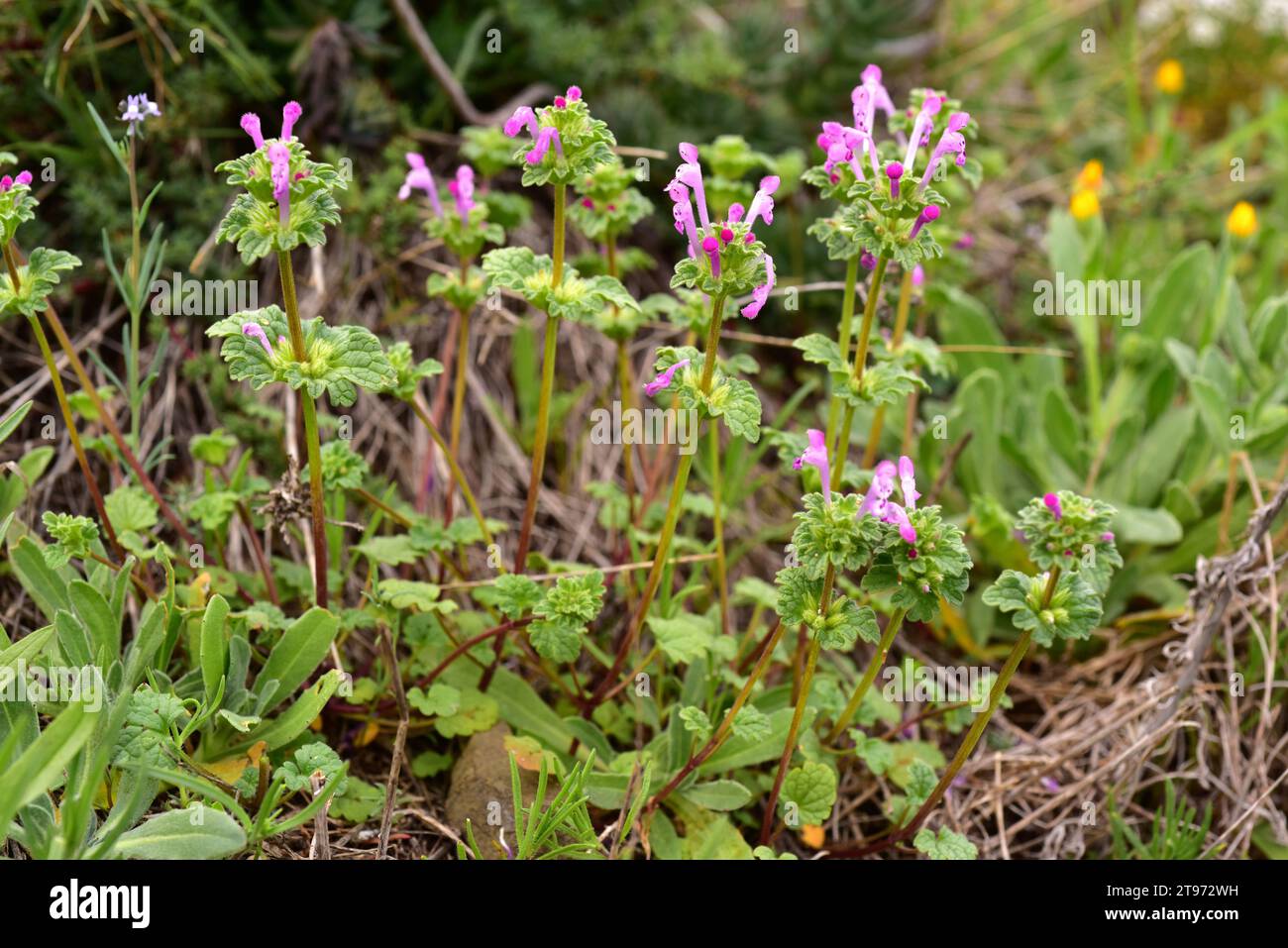 Henbit dead-nettle (Lamium amplexicaule) is an annual edible plant ...