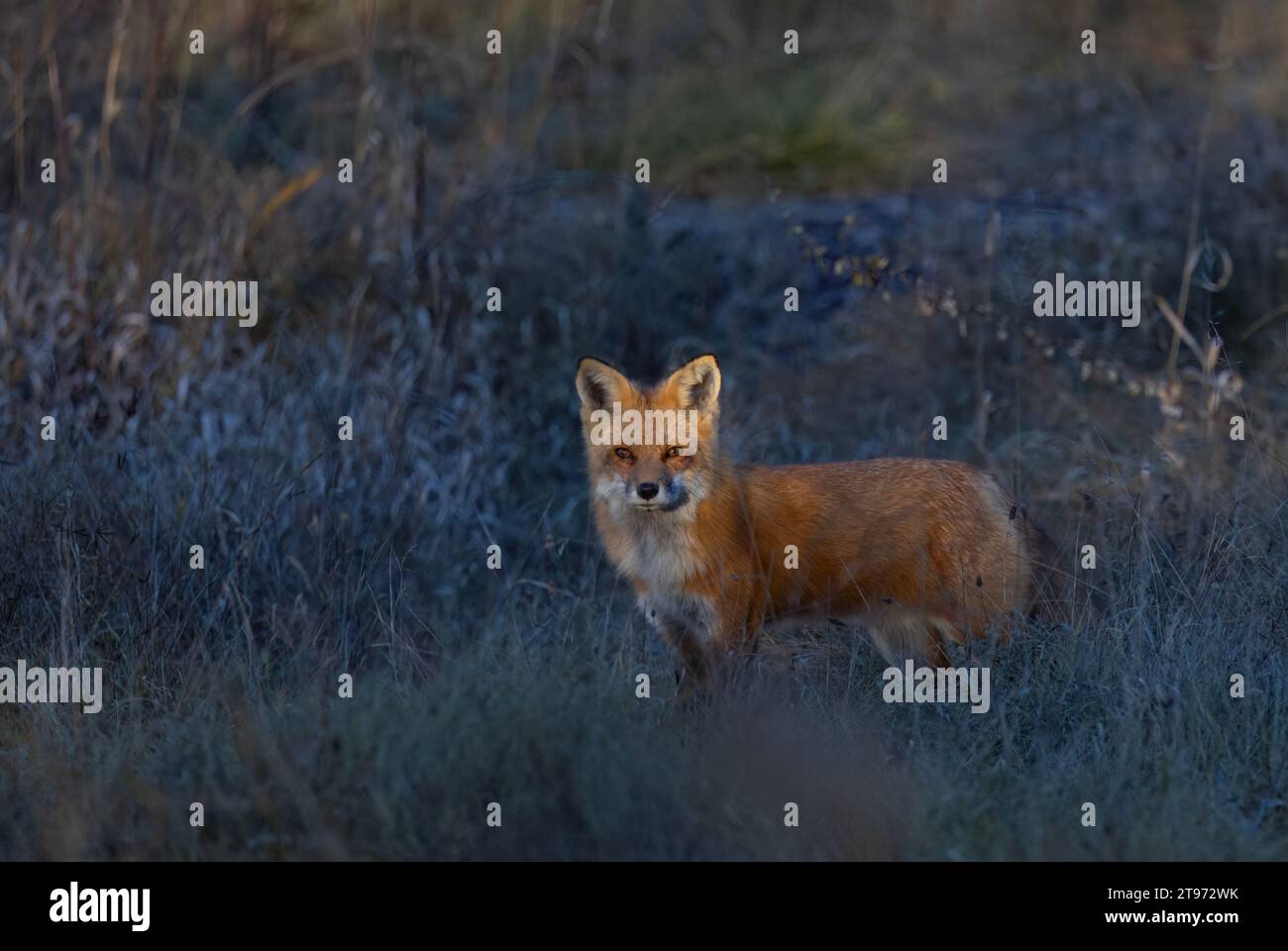 Fox standing hi-res stock photography and images - Alamy