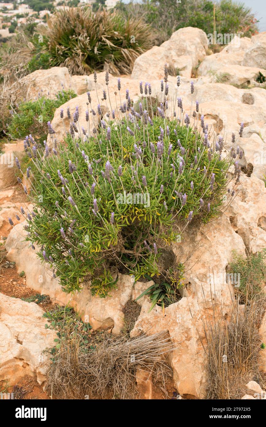 Fringed lavender (Lavandula dentata) is a perennial plant native to ...