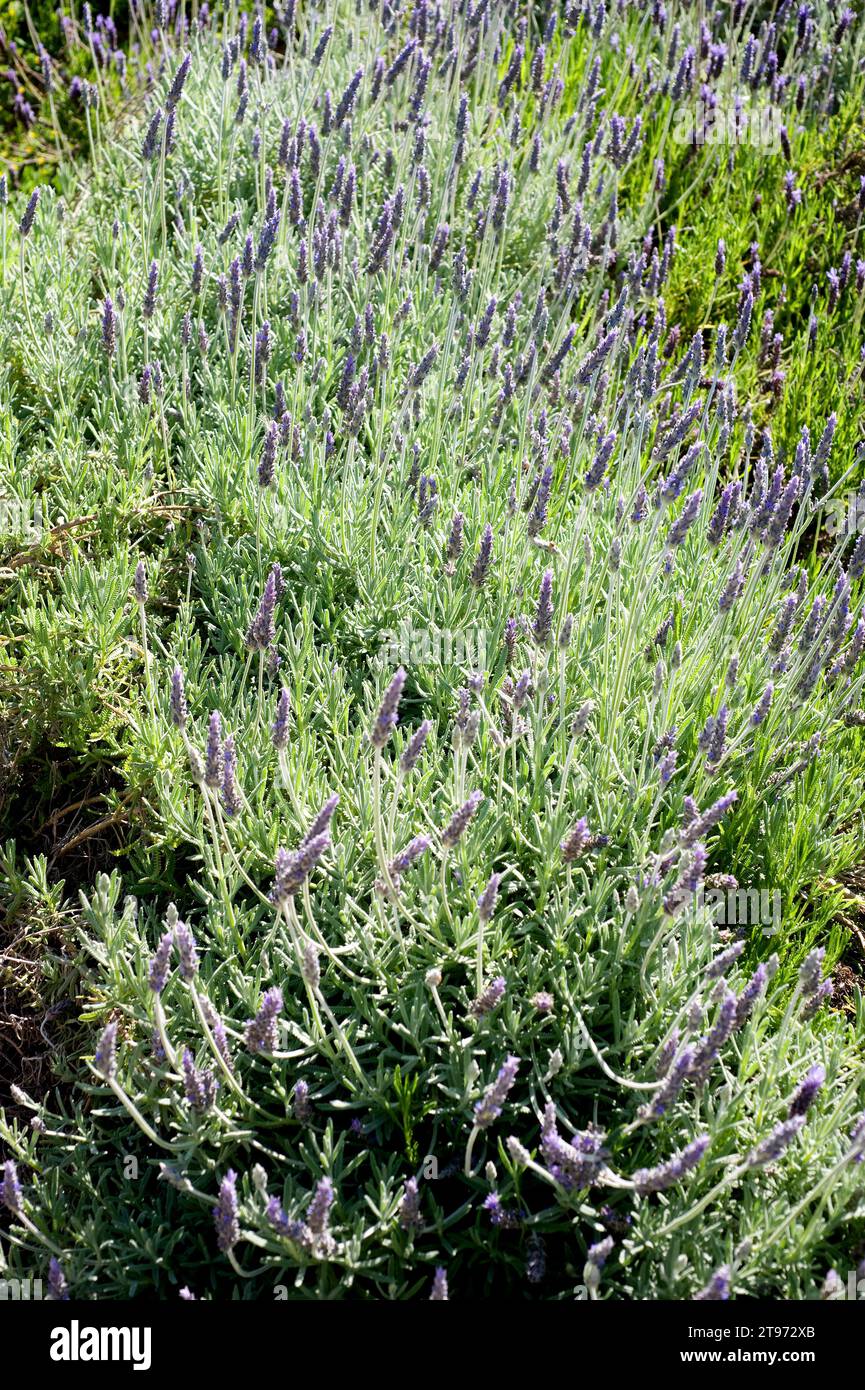 Fringed lavender (Lavandula dentata) is a perennial plant native to ...