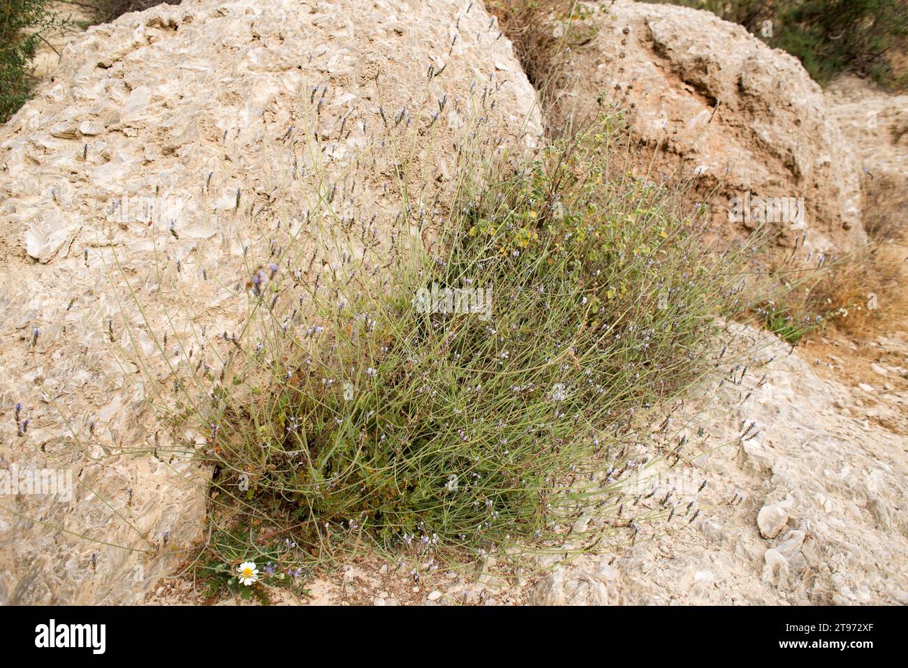 Fernleaf lavender (Lavandula multifida) is a perennial herb native to ...