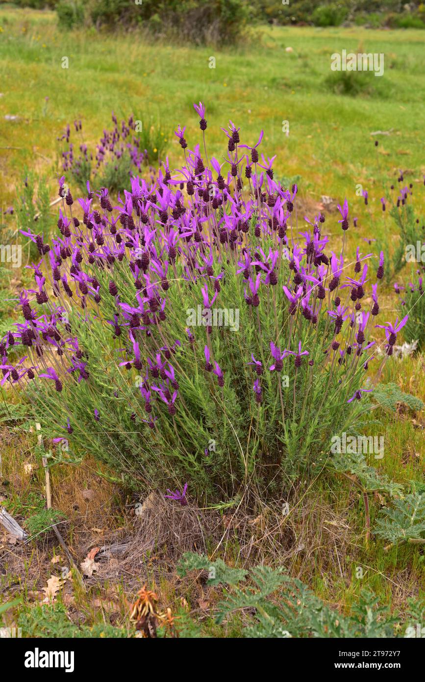 Spanish lavender or topped lavender (Lavandula stoechas) is a shrub ...