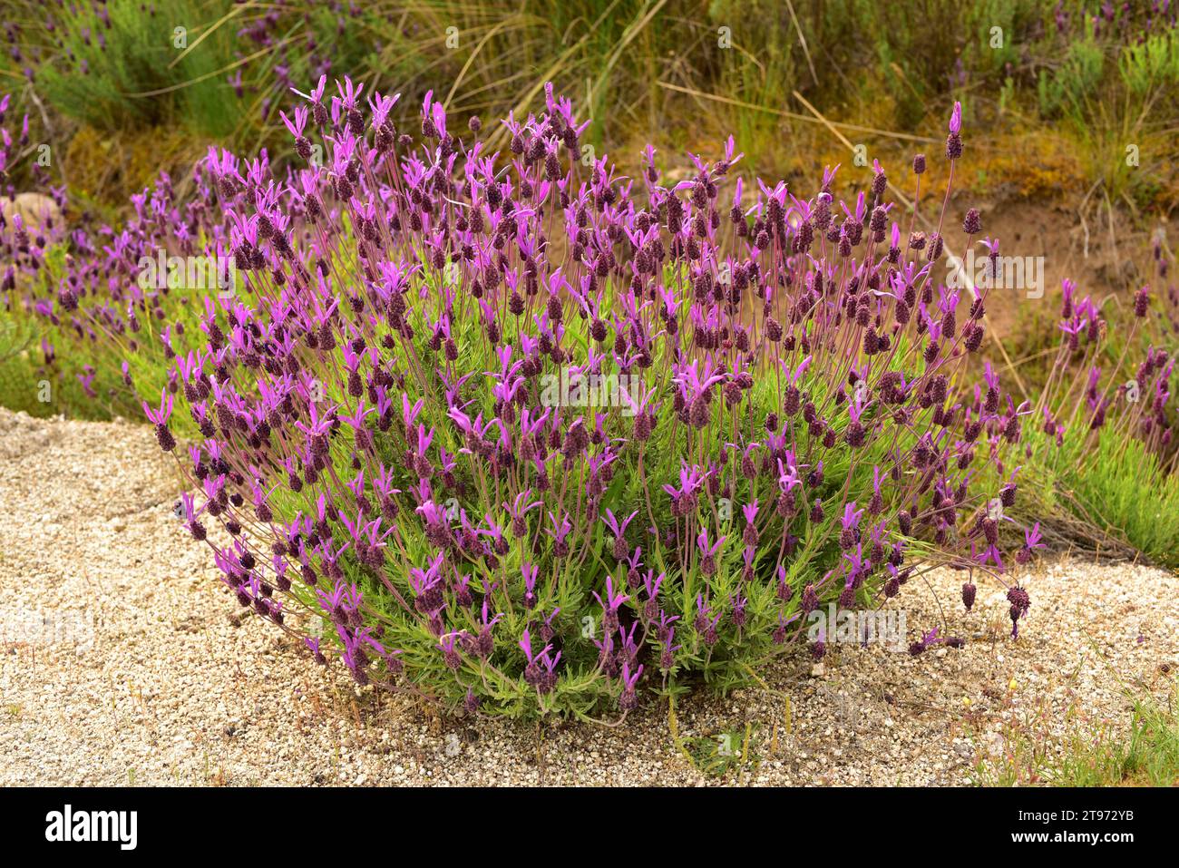 Spanish lavender or topped lavender (Lavandula stoechas) is a shrub ...