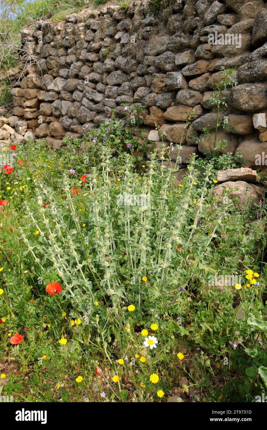 White horehound (Marrubium vulgare) is a perennial herb native to ...
