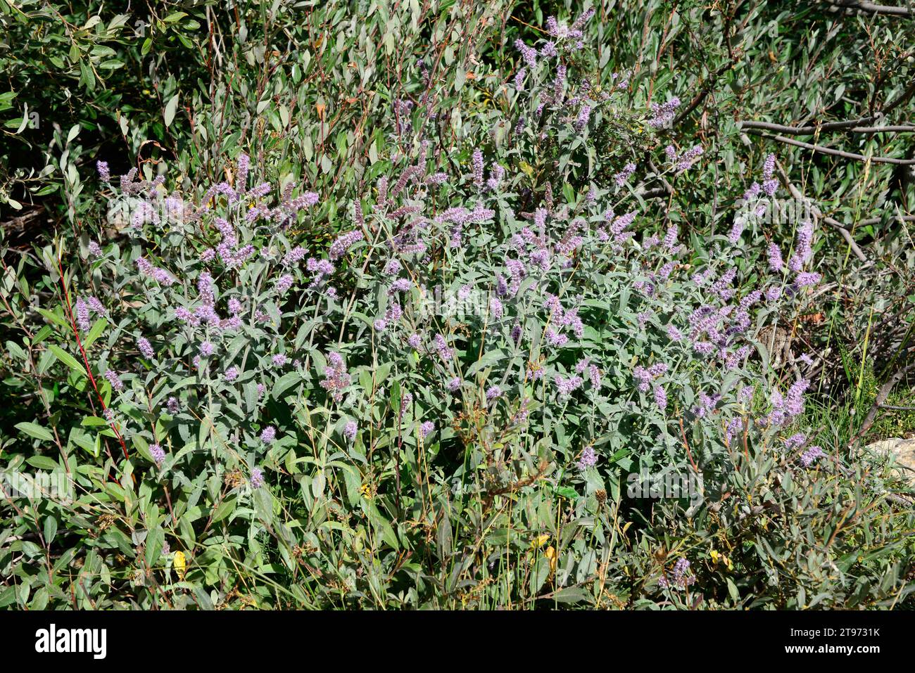 Horse mint (Mentha longifolia) is a perennial herb native to Europe ...