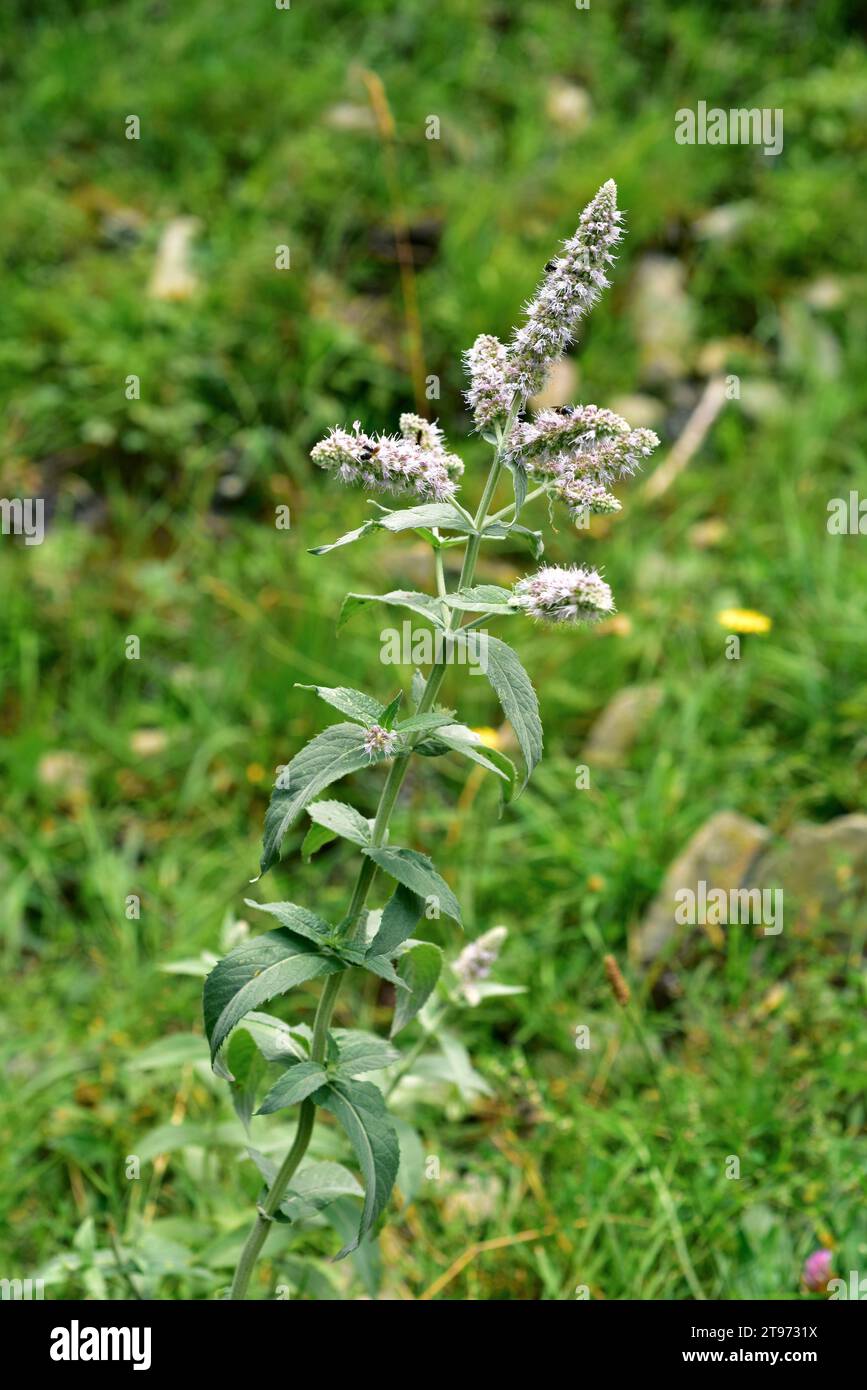 Horse mint (Mentha longifolia) is a perennial herb native to Europe ...