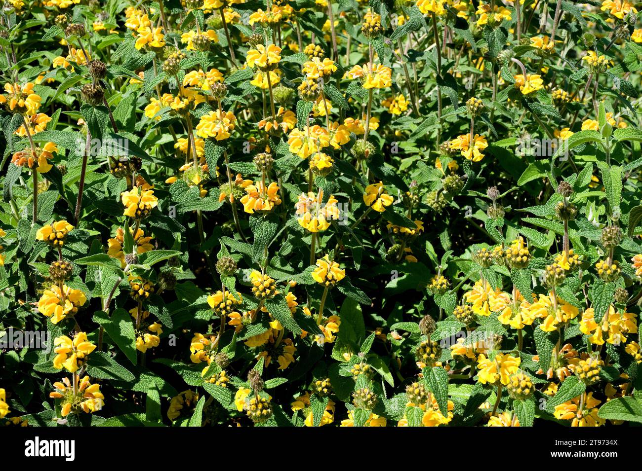 Jerusalem sage (Phlomis viscosa) is a shrub native to Israel, Jordan ...