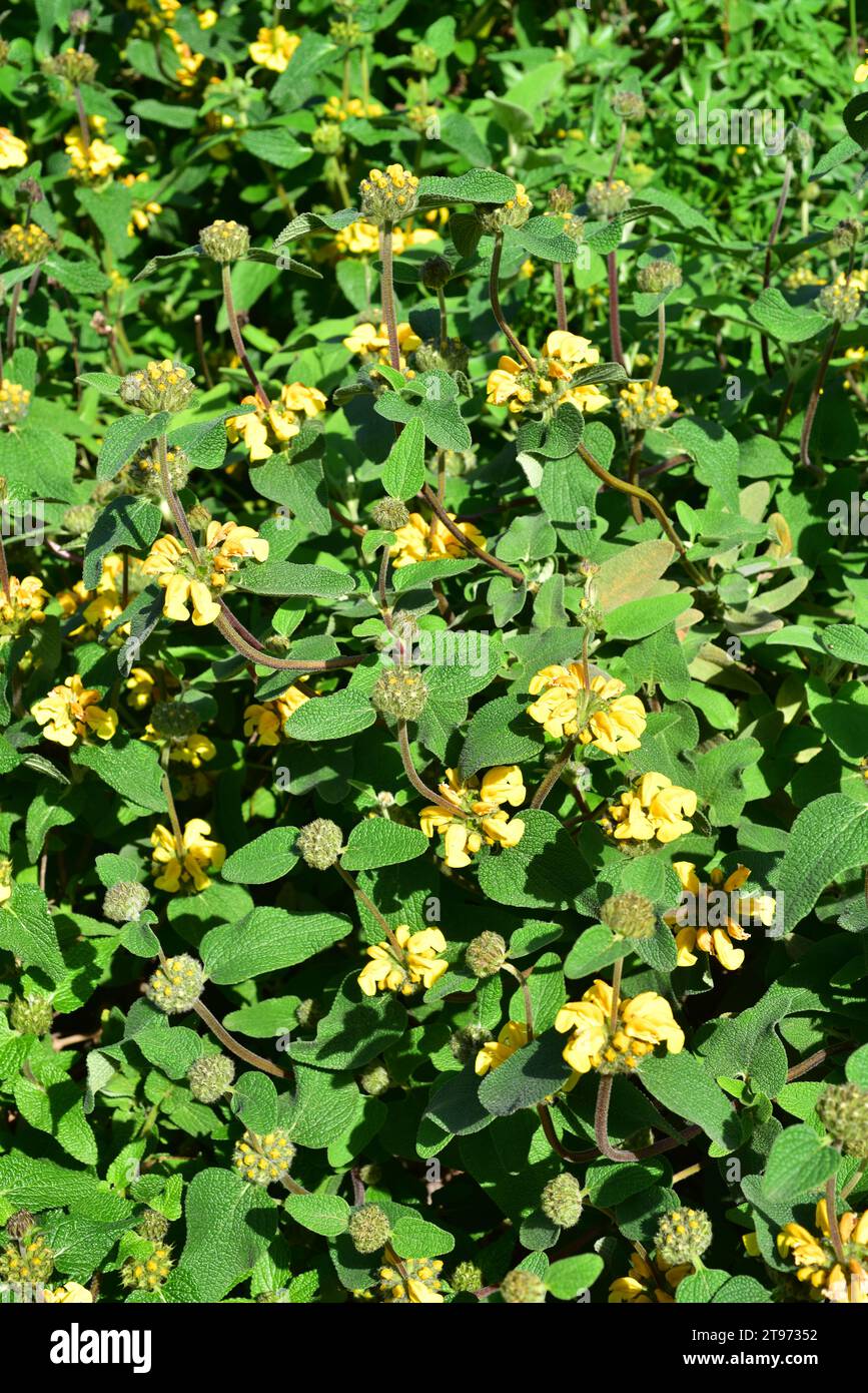 Jerusalem sage (Phlomis viscosa) is a shrub native to Israel, Jordan ...
