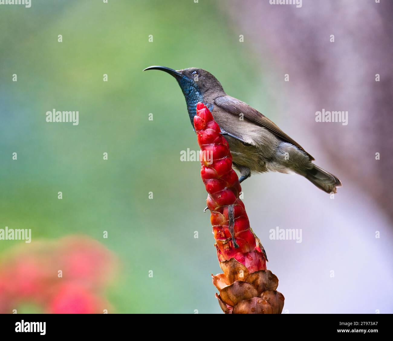Seychelles sun bird, kolibri, hummingbird on insulin flower, blur ...
