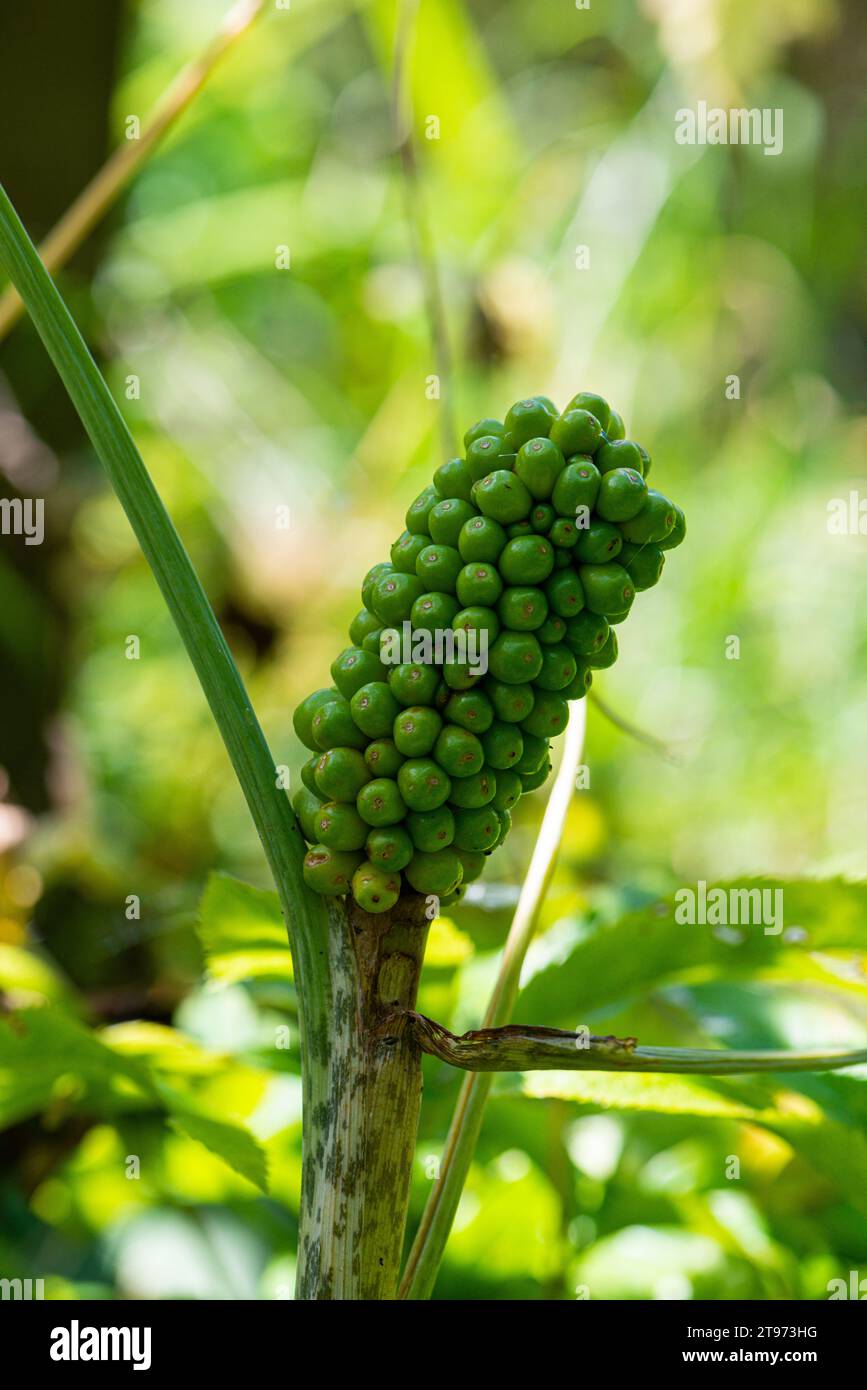 Drac seed pod hi-res stock photography and images - Alamy