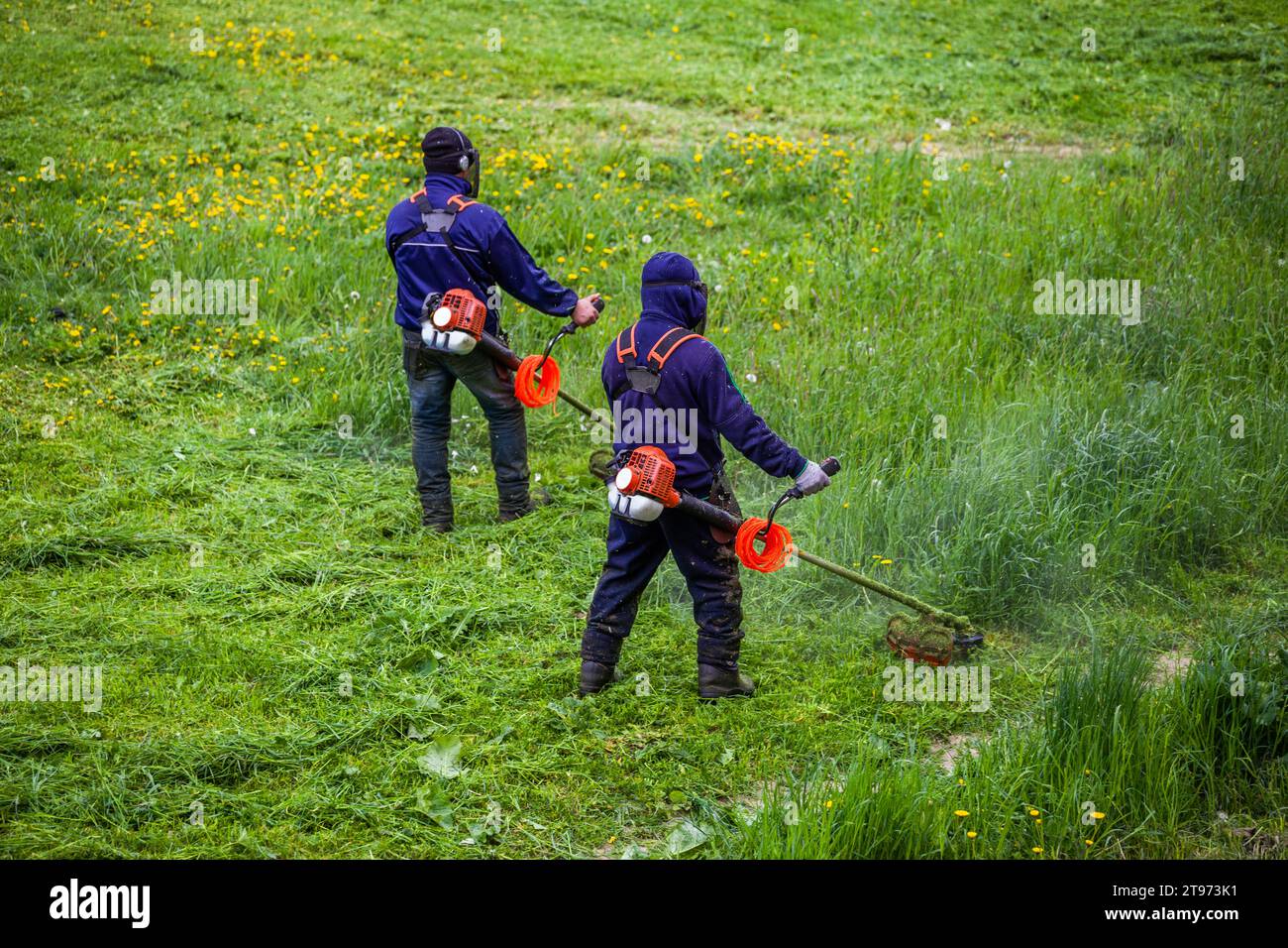 two municipal lawnmower men with string trimmers trimming grass at ...
