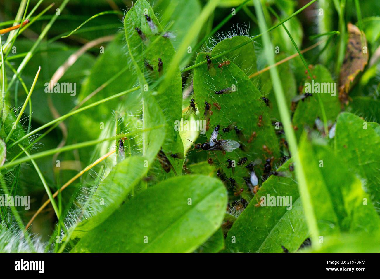 Life cycle of the ants hi-res stock photography and images - Alamy